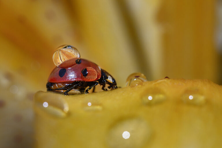 Summer Bugs and How to Identify Them